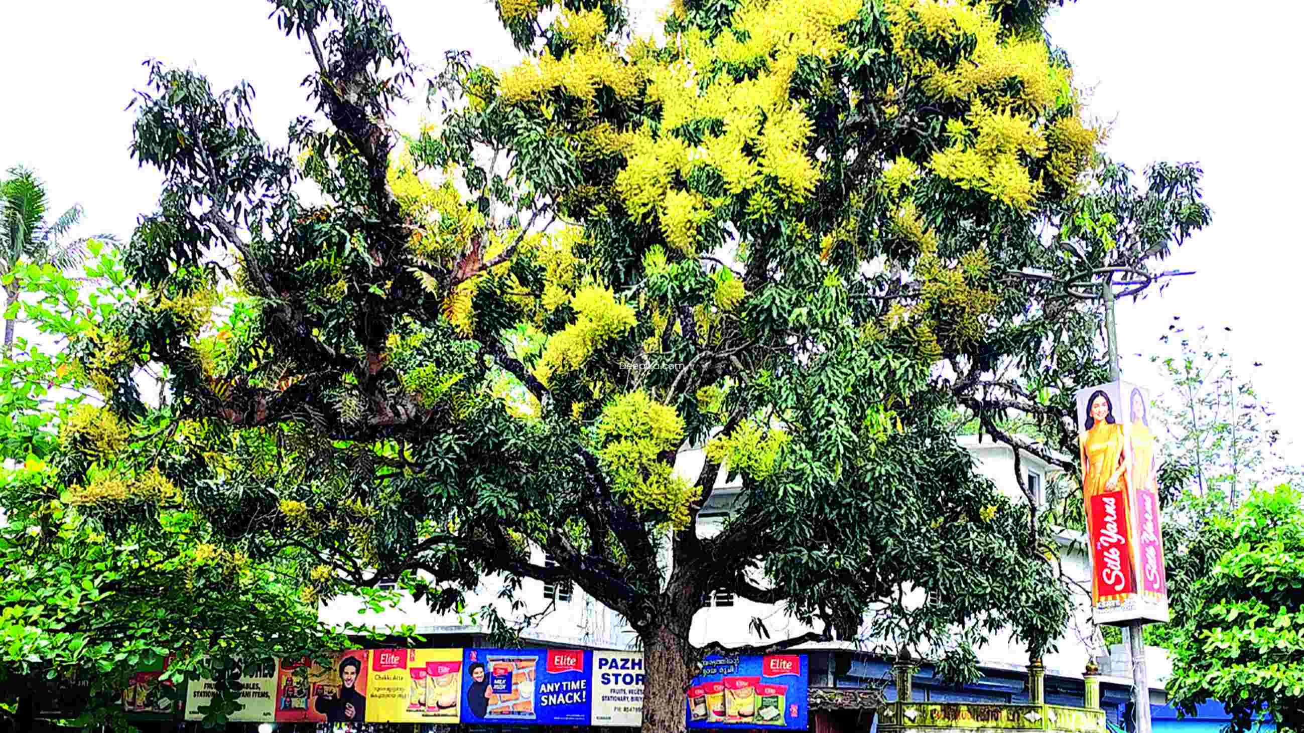 നാ ടി ന് സ്വ ാത ന്ത്ര്യത്ത ണ ലേ കി യ കു ഞ്ഞേ ട്ട ൻ ഓ ർ മ യാ യി ...