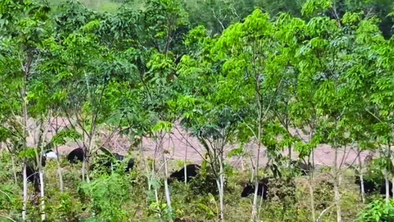 ജന വാ സമേ ഖ ല യി ലേക്ക് കൂട്ടമായി കാട്ടുപോത്തുകൾ : ഭീ തി യി ൽ ച ണ്ണ ...